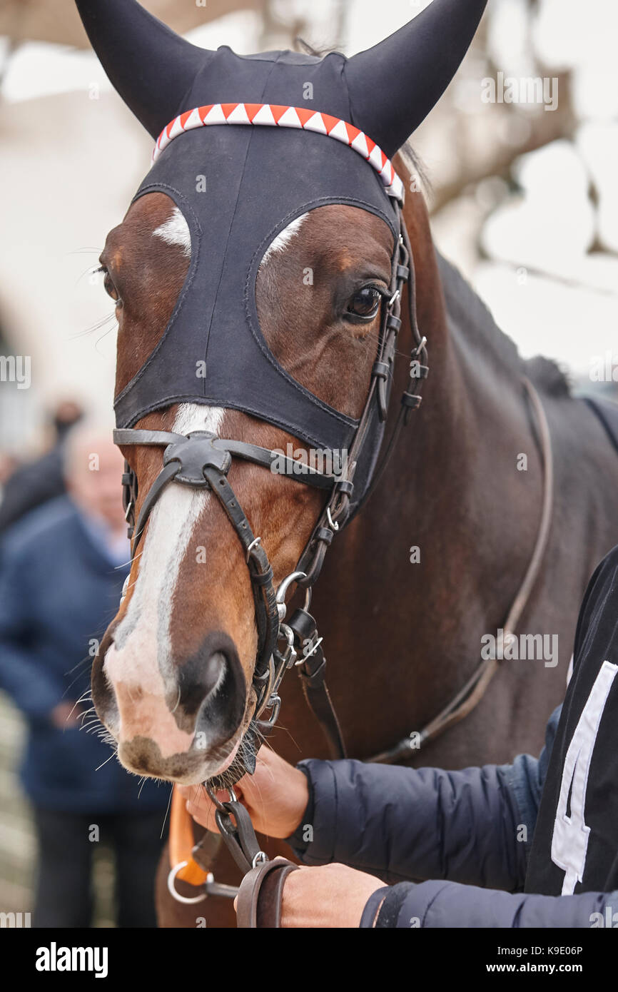 Race horse head ready to run. Paddock area. Vertical Stock Photo - Alamy