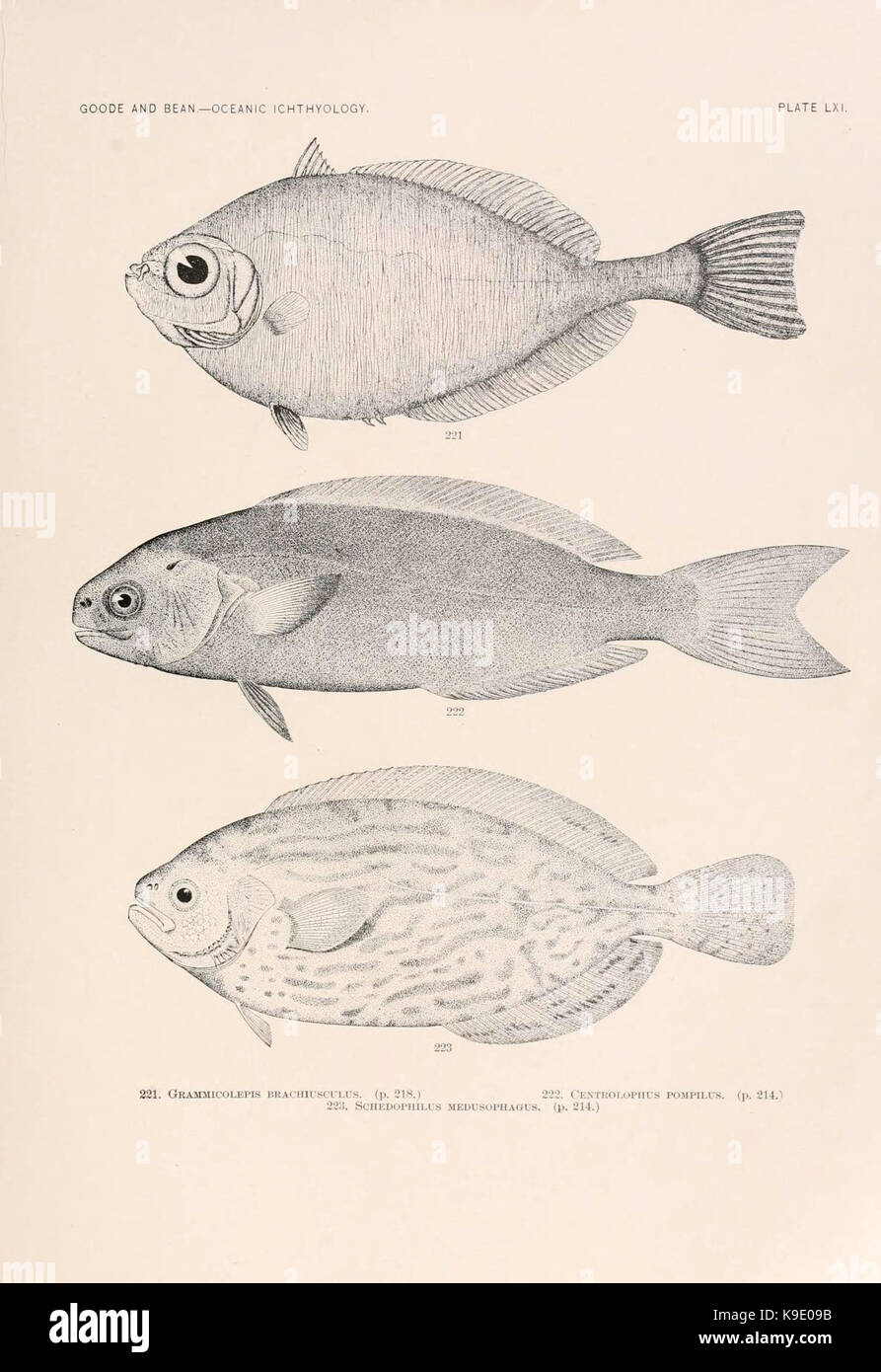 Oceanic ichthyology (Plate LXI) (6441793667 Stock Photo - Alamy