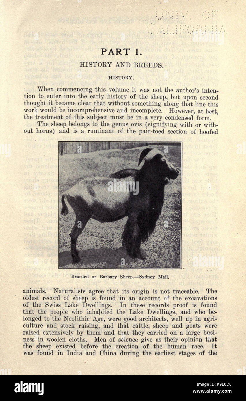 Modern sheep, breeds and management BHL21819105 Stock Photo - Alamy