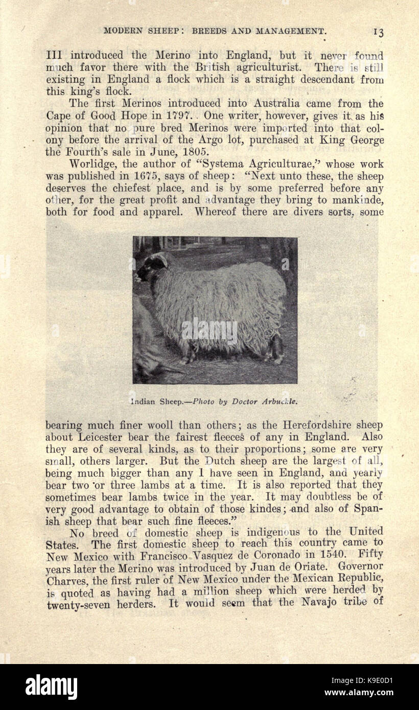 Modern sheep, breeds and management (Page 13) BHL21819103 Stock Photo ...