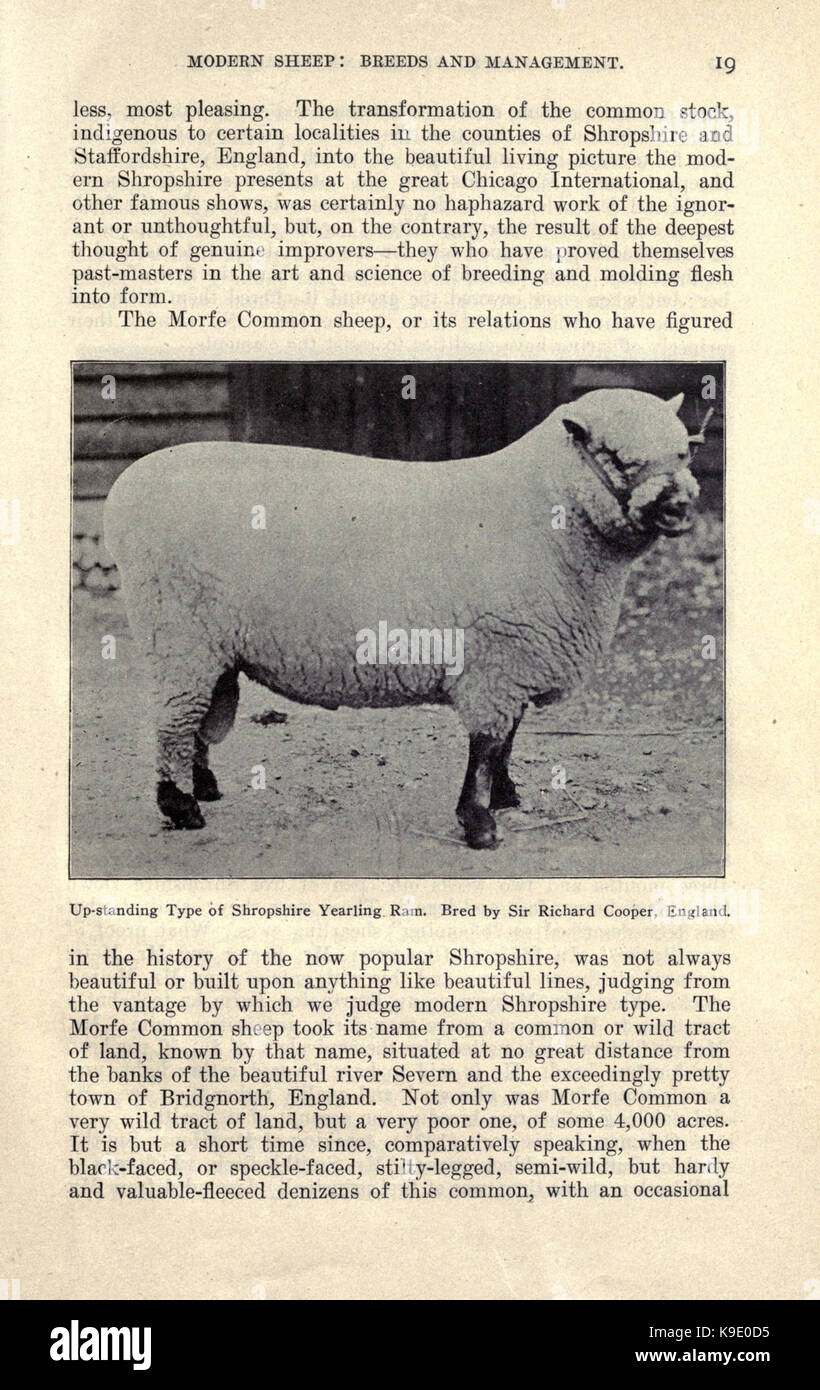 Modern sheep, breeds and management (Page 19) BHL21819071 Stock Photo ...
