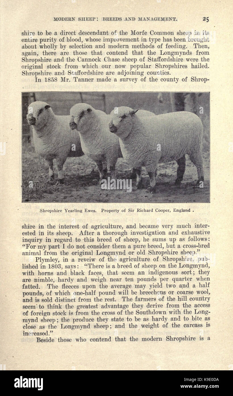 Sheep breeds hi-res stock photography and images - Alamy