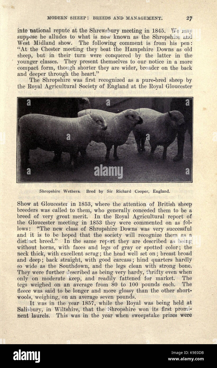 Modern sheep, breeds and management (Page 27) BHL21819079 Stock Photo ...