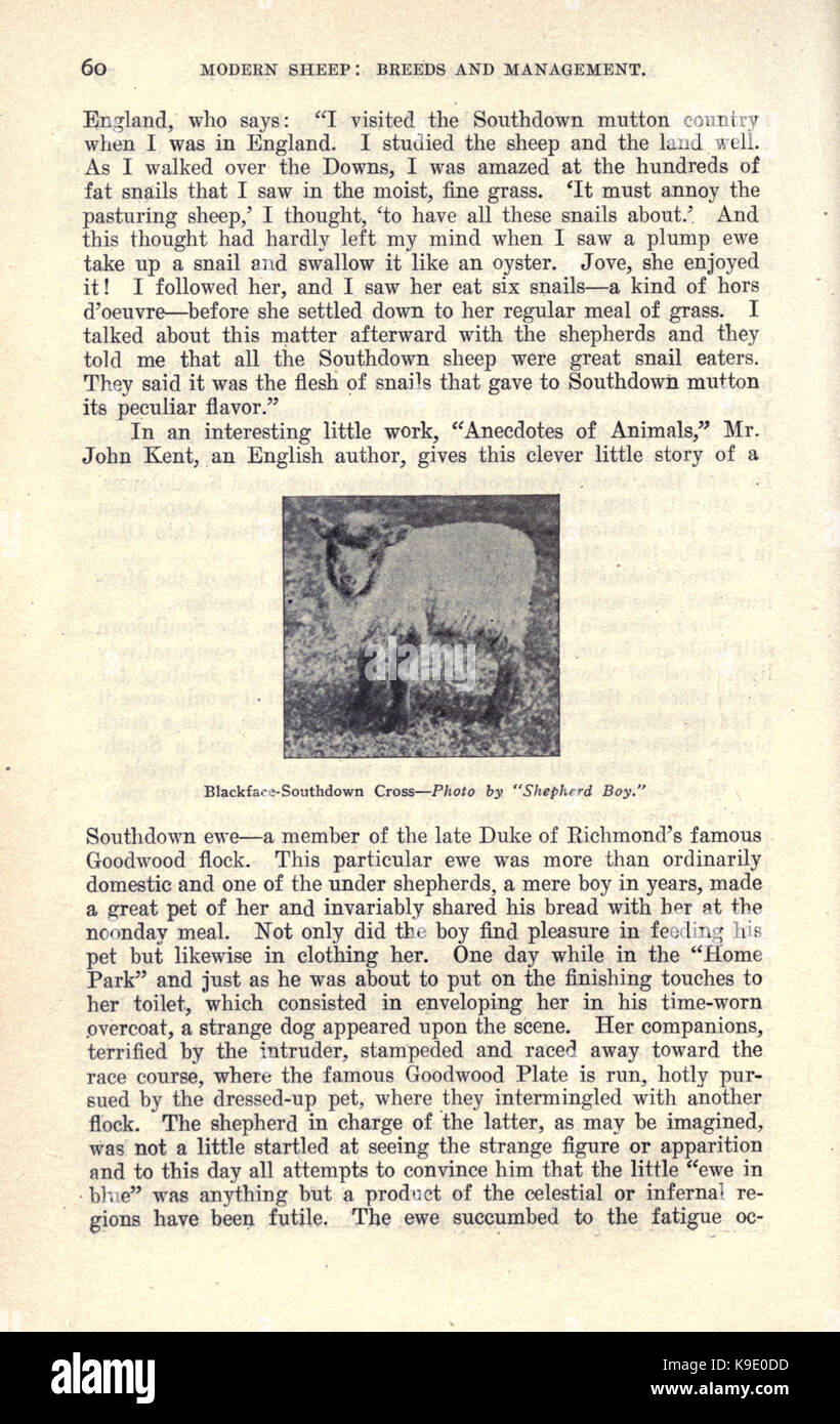 Modern sheep, breeds and management (Page 60) BHL21819131 Stock Photo ...