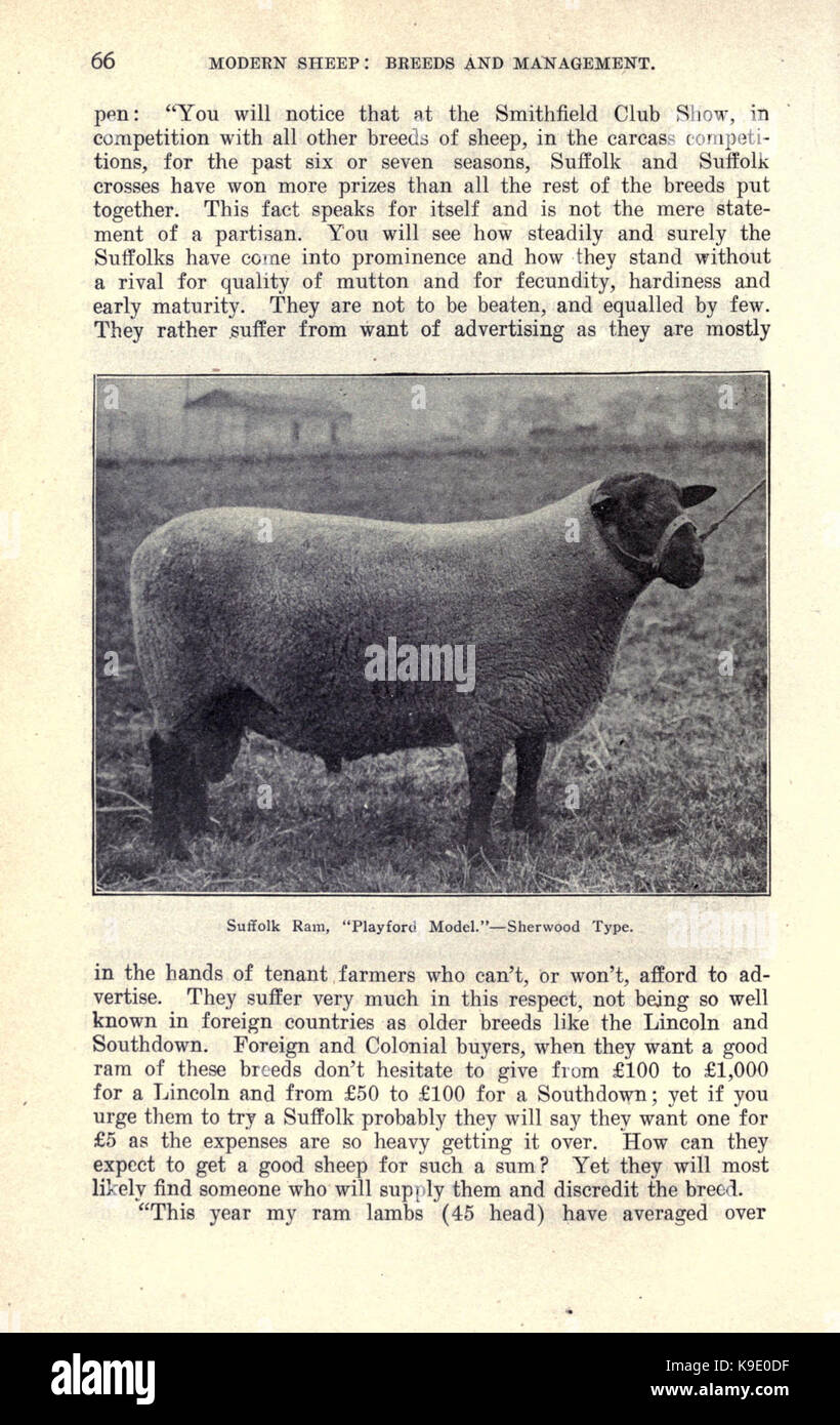 Modern sheep, breeds and management (Page 66) BHL21819137 Stock Photo ...