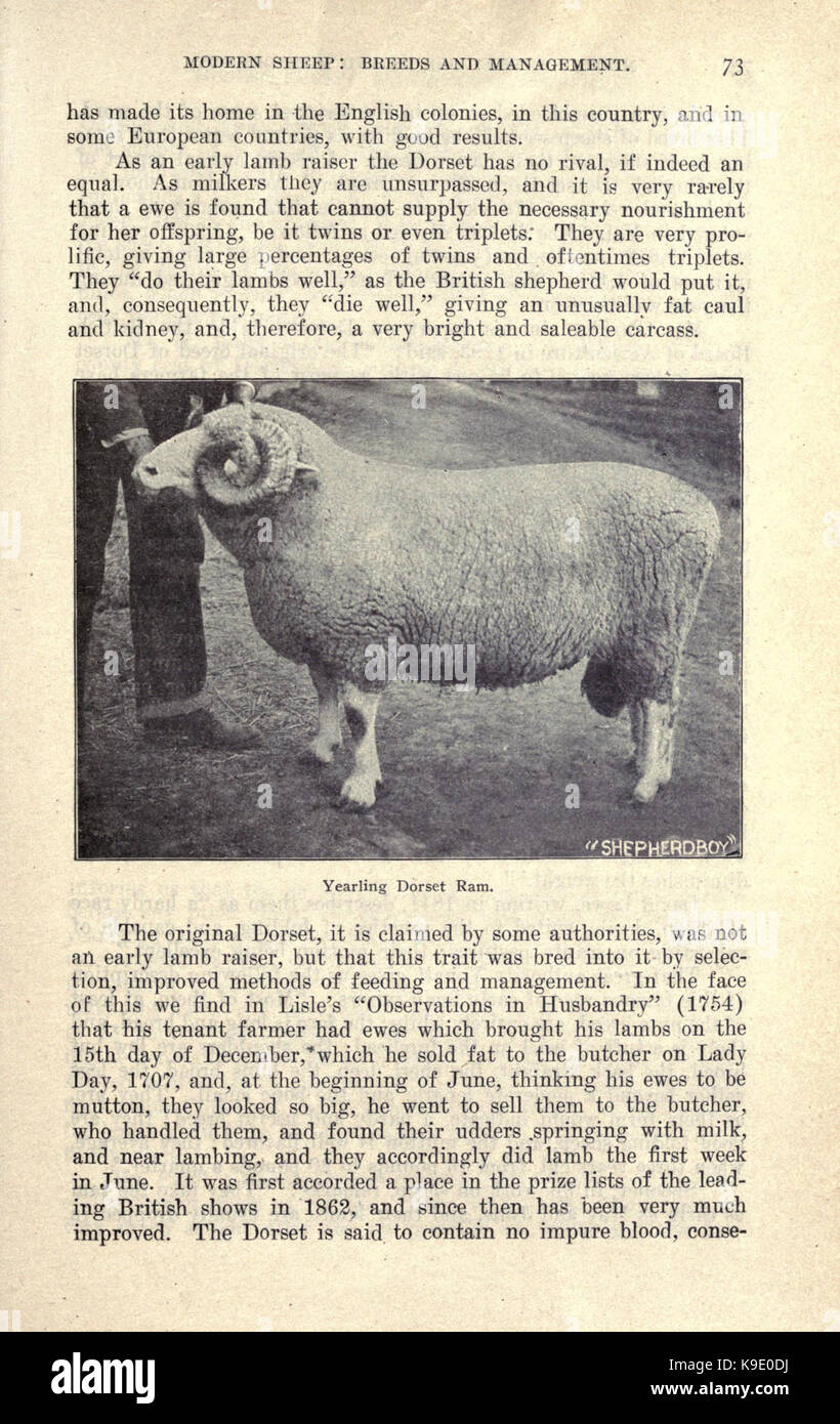 Modern sheep, breeds and management (Page 73) BHL21819144 Stock Photo ...