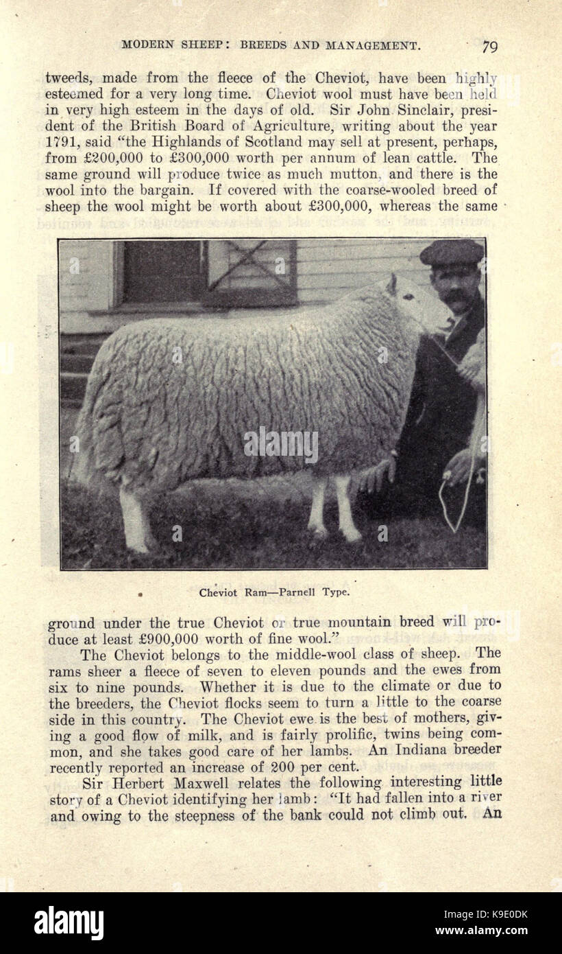 Modern sheep, breeds and management (Page 79) BHL21819150 Stock Photo ...