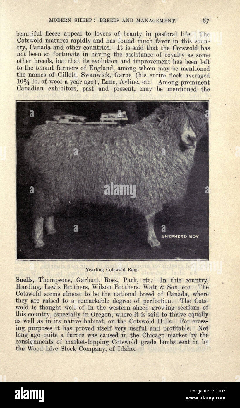 Modern sheep, breeds and management (Page 87) BHL21819158 Stock Photo ...