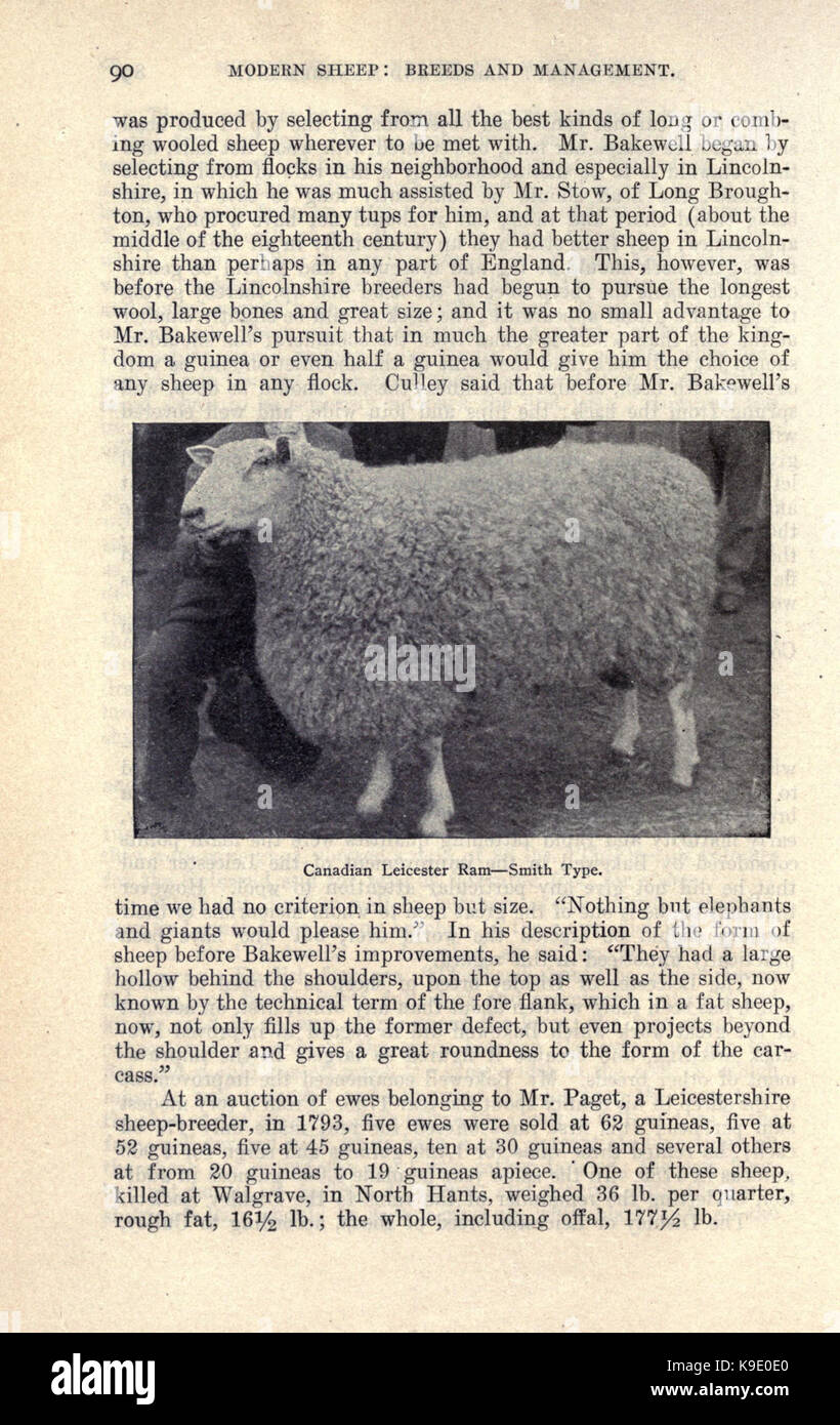 Modern sheep, breeds and management (Page 90) BHL21819161 Stock Photo ...