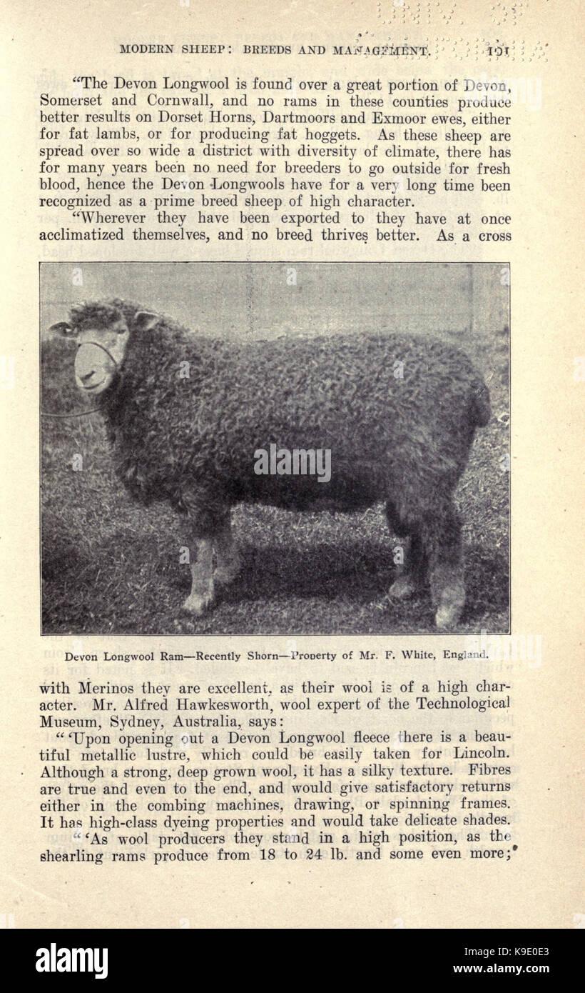 Modern sheep, breeds and management (Page 101) BHL21819172 Stock Photo ...