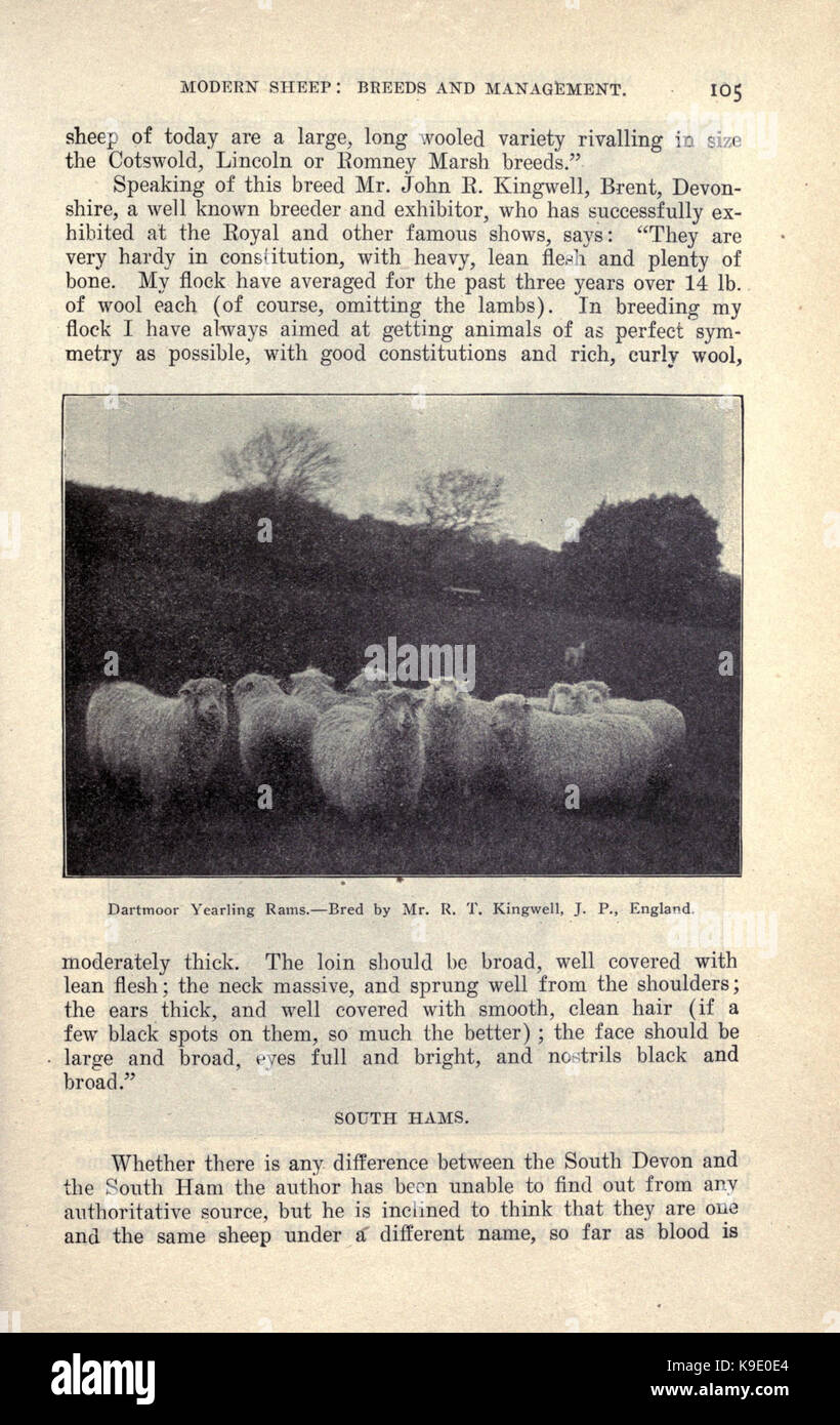 Modern sheep, breeds and management (Page 105) BHL21819176 Stock Photo ...