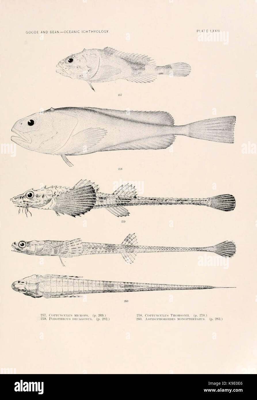 Ernst mayr library ichthyology hi-res stock photography and images - Alamy