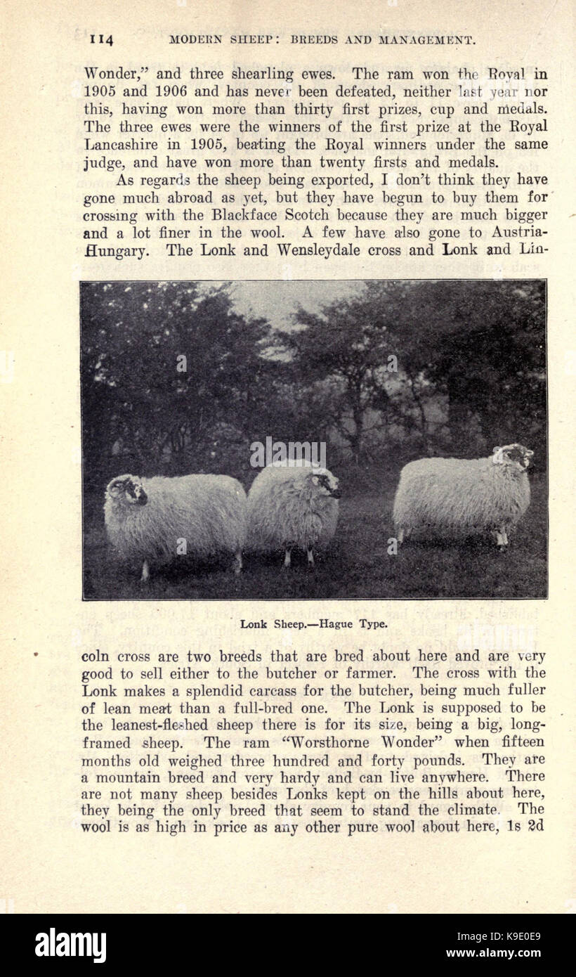 Modern sheep, breeds and management (Page 114) BHL21819185 Stock Photo ...