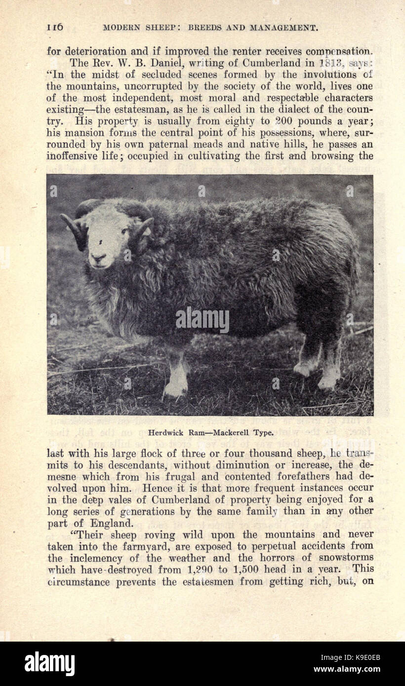 Modern sheep, breeds and management (Page 116) BHL21819187 Stock Photo ...
