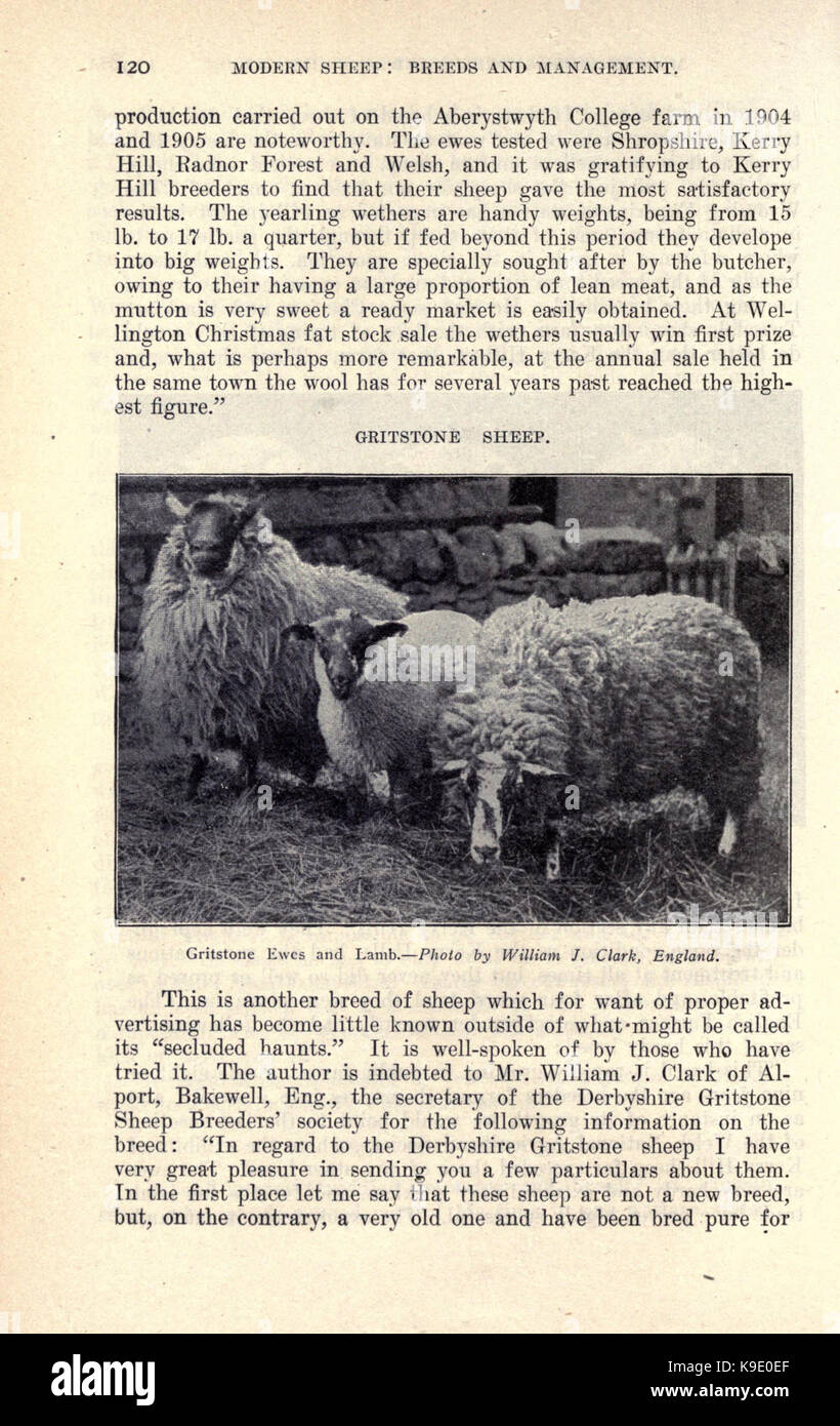 Modern sheep, breeds and management (Page 120) BHL21819191 Stock Photo ...