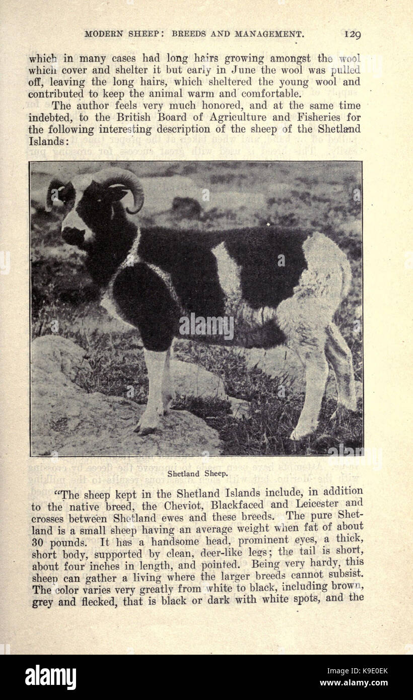Modern sheep, breeds and management (Page 129) BHL21819200 Stock Photo ...