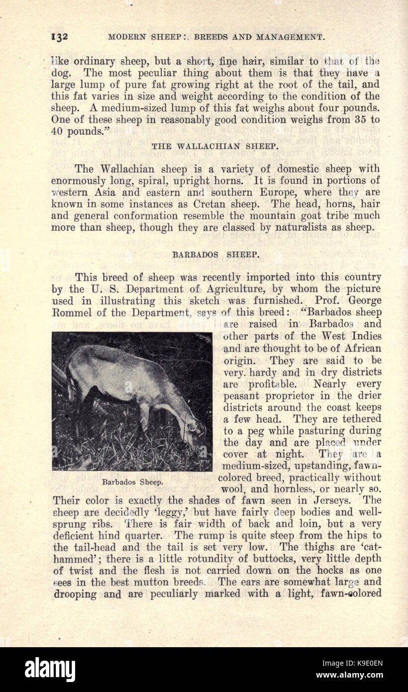 Modern sheep, breeds and management (Page 132) BHL21819203 Stock Photo ...
