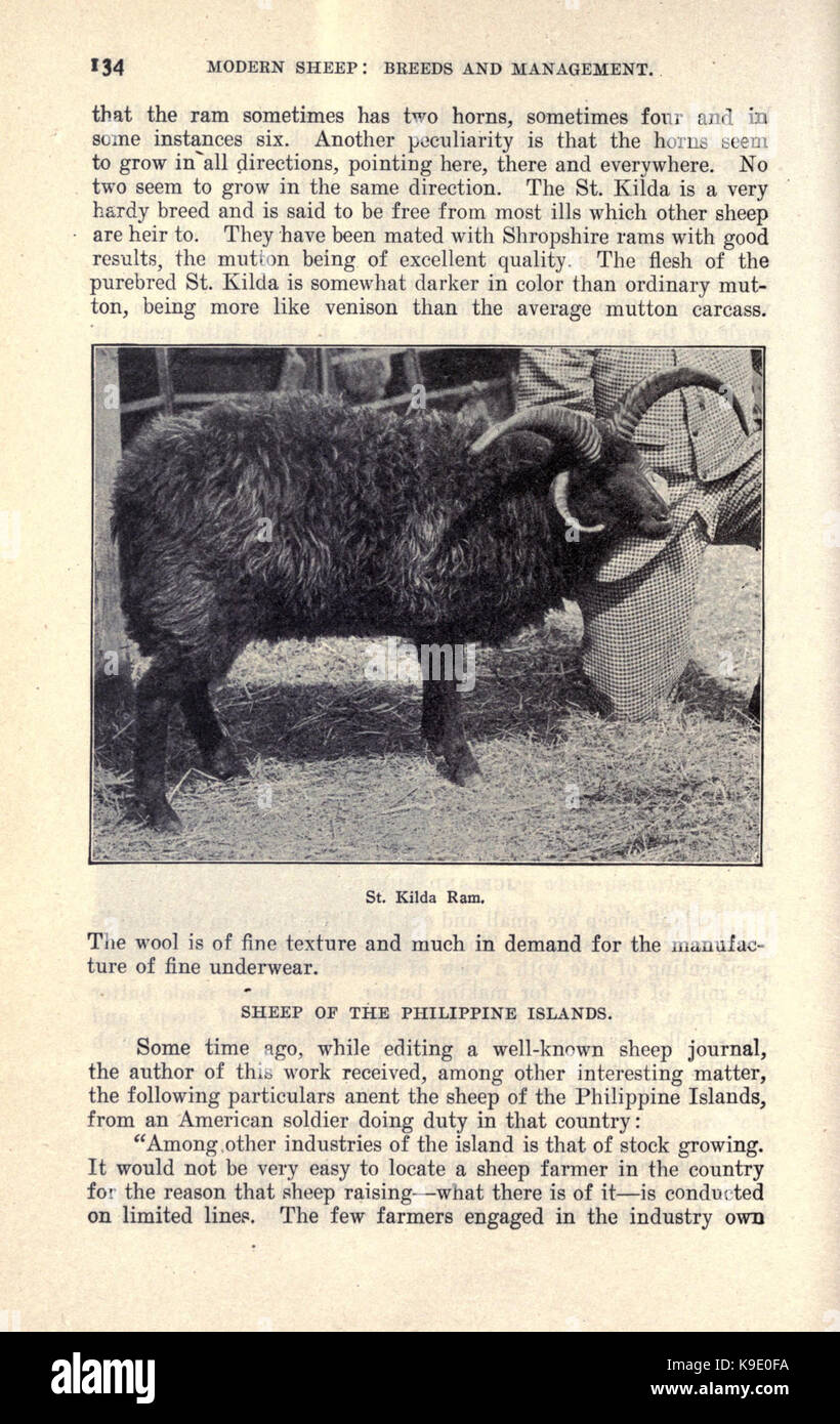 Modern sheep, breeds and management (Page 134) BHL21819205 Stock Photo ...