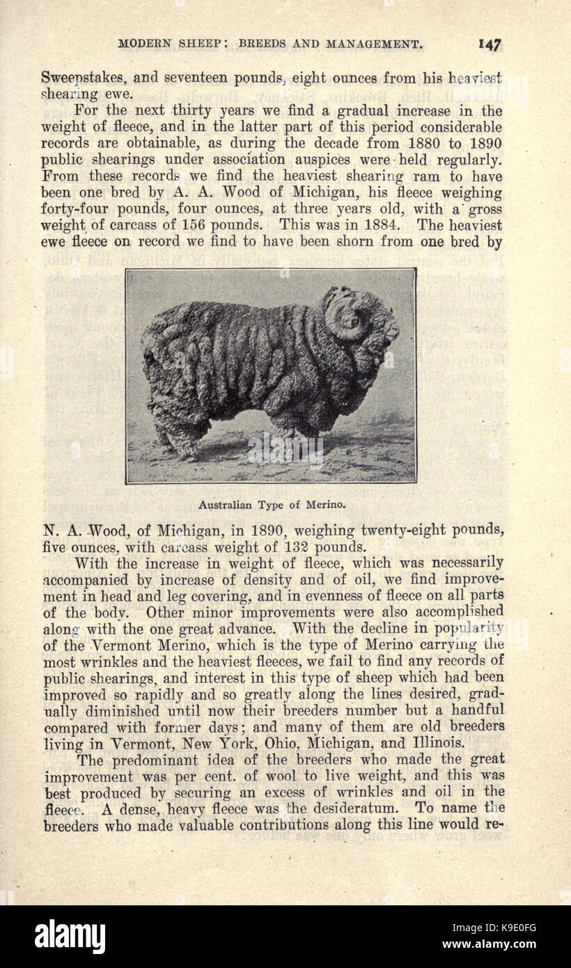 Modern sheep, breeds and management (Page 147) BHL21819218 Stock Photo ...