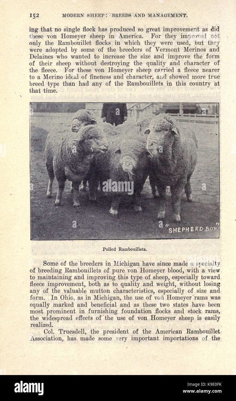 Modern sheep, breeds and management (Page 152) BHL21819223 Stock Photo ...