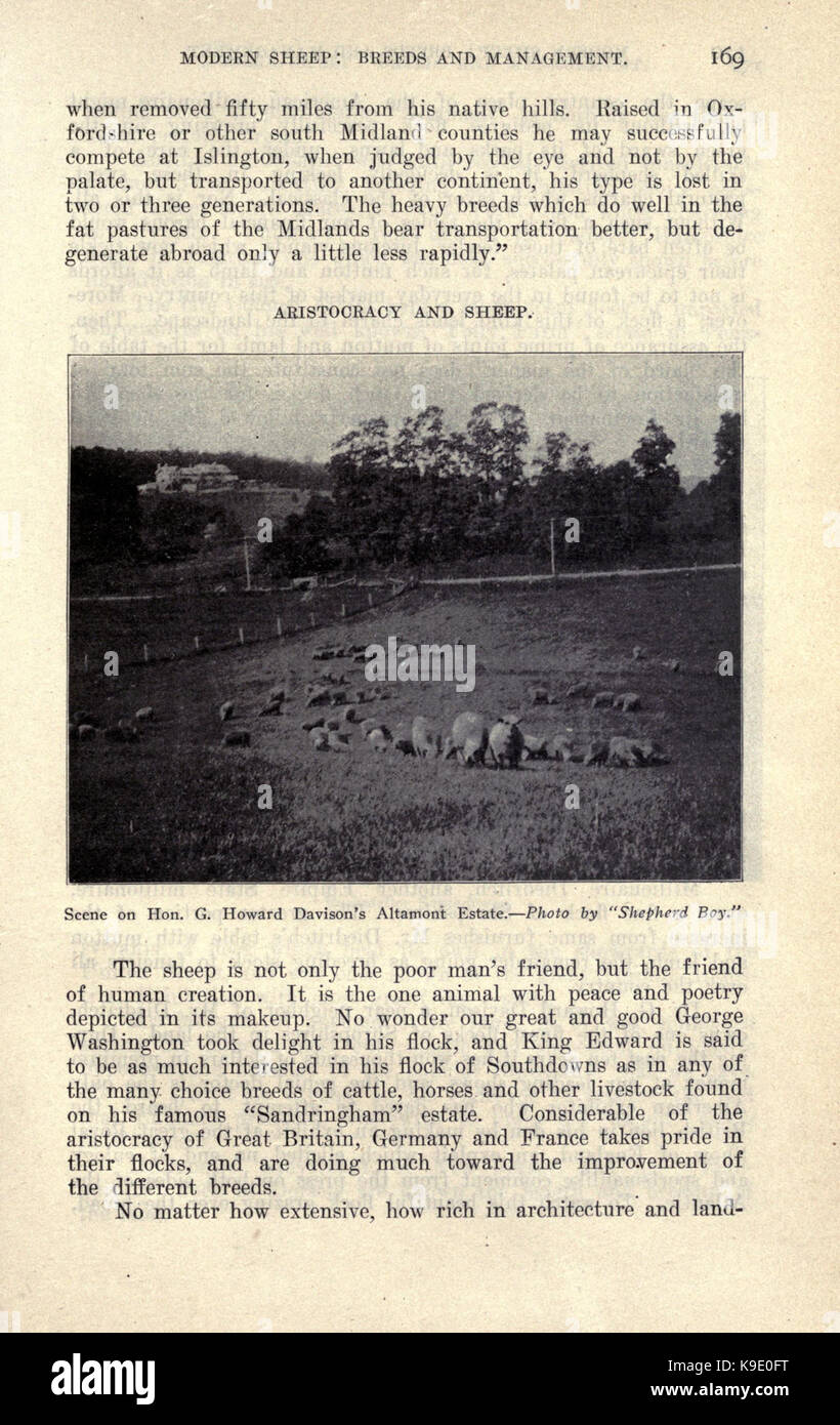 Modern sheep, breeds and management (Page 169) BHL21819240 Stock Photo ...
