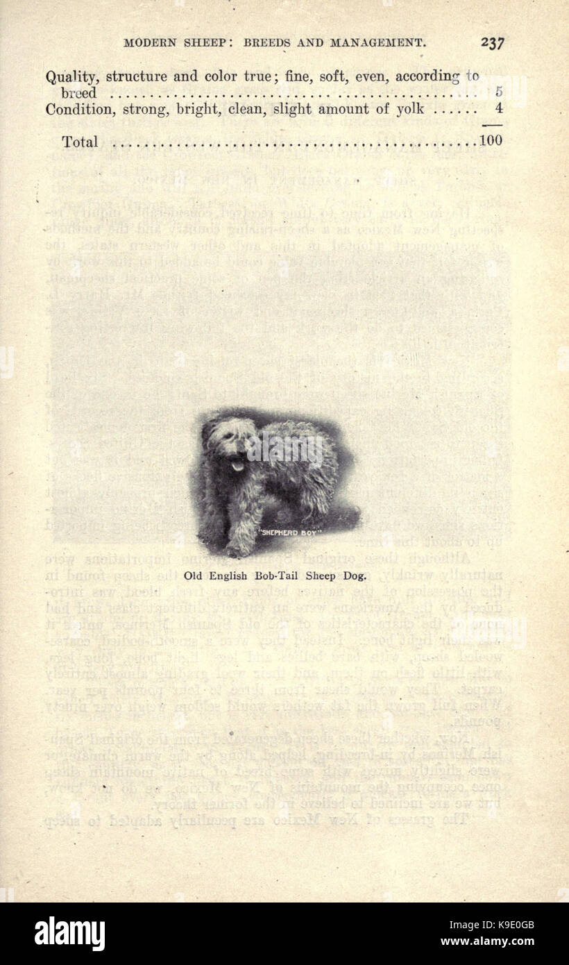 Modern sheep, breeds and management (Page 237) BHL21819308 Stock Photo ...