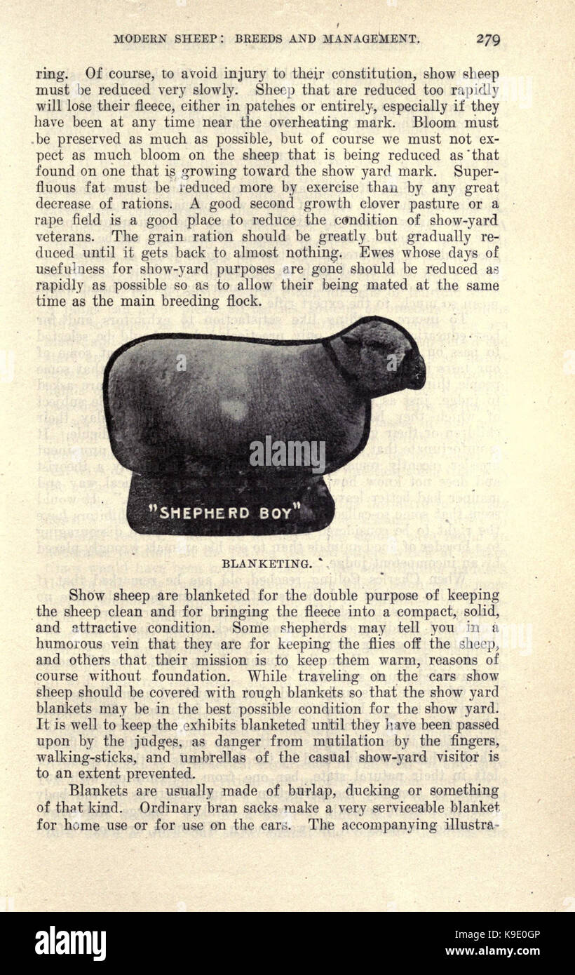 Modern sheep, breeds and management (Page 279) BHL21819350 Stock Photo ...