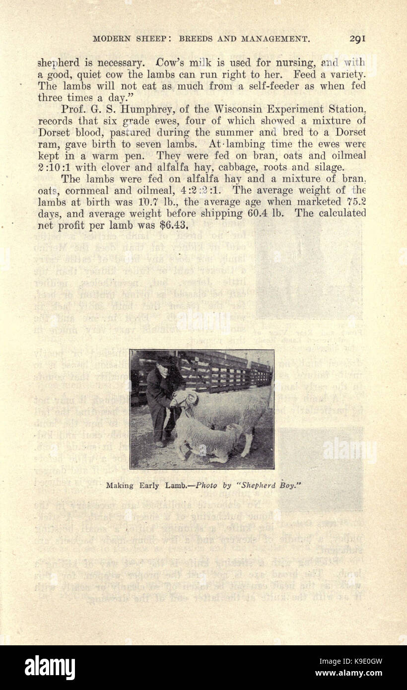 Modern sheep, breeds and management (Page 291) BHL21819362 Stock Photo ...