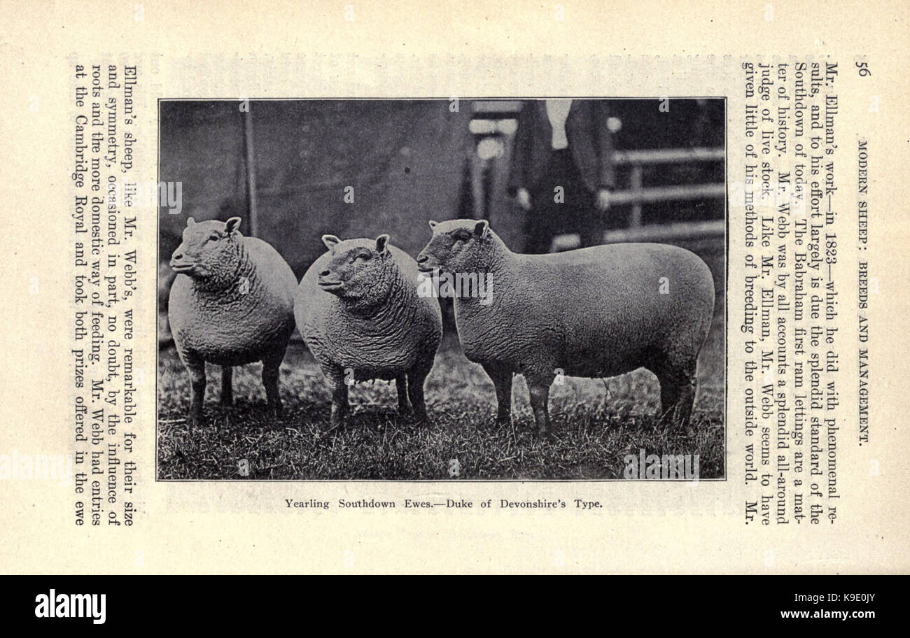 Modern sheep, breeds and management (Page 56) BHL21819127 Stock Photo ...