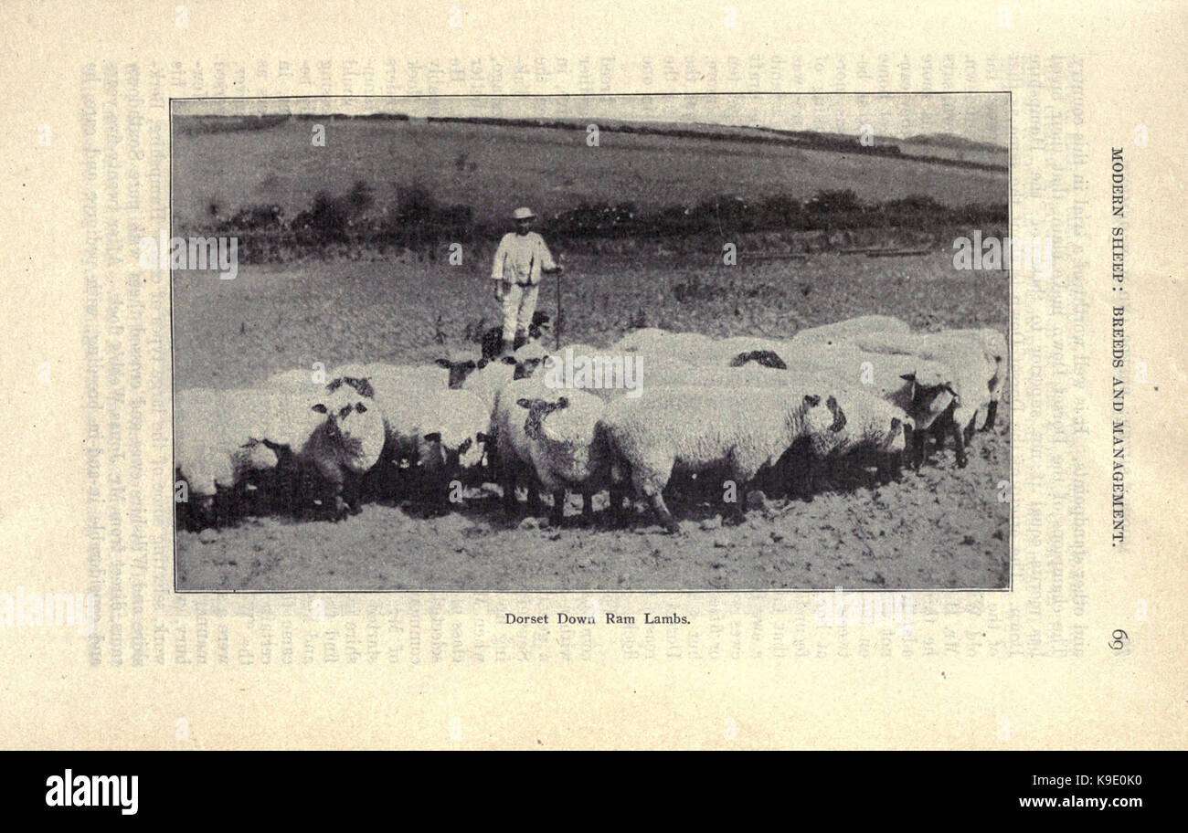 Modern sheep, breeds and management (Page 69) BHL21819140 Stock Photo ...