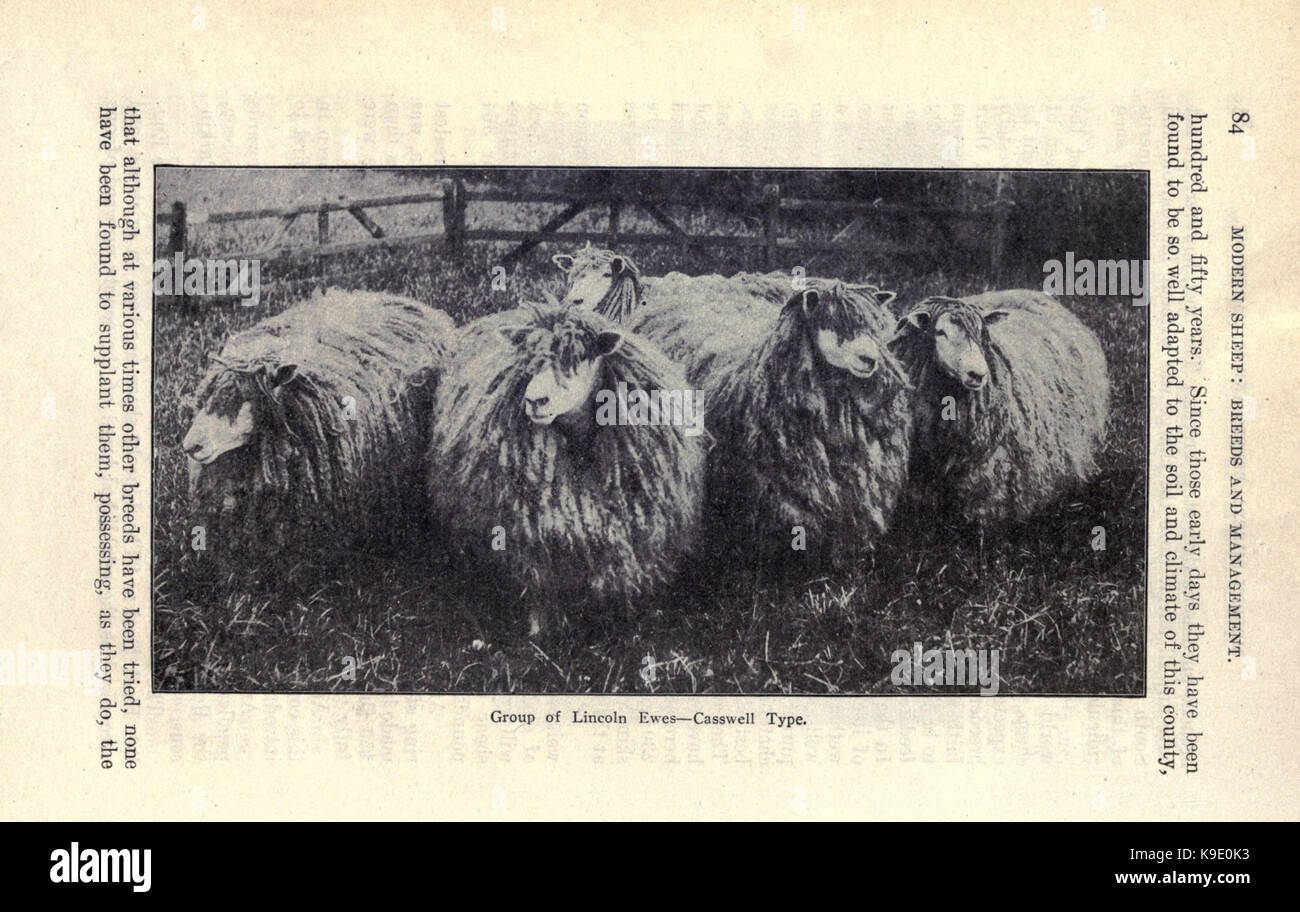 Modern sheep, breeds and management (Page 84) BHL21819155 Stock Photo ...