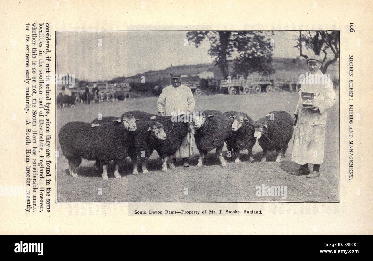 Modern sheep, breeds and management (Page 106) BHL21819177 Stock Photo ...