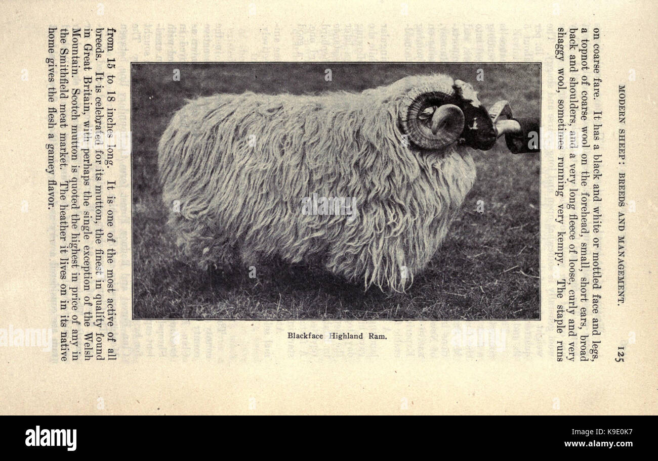 Modern sheep, breeds and management (Page 125) BHL21819196 Stock Photo ...