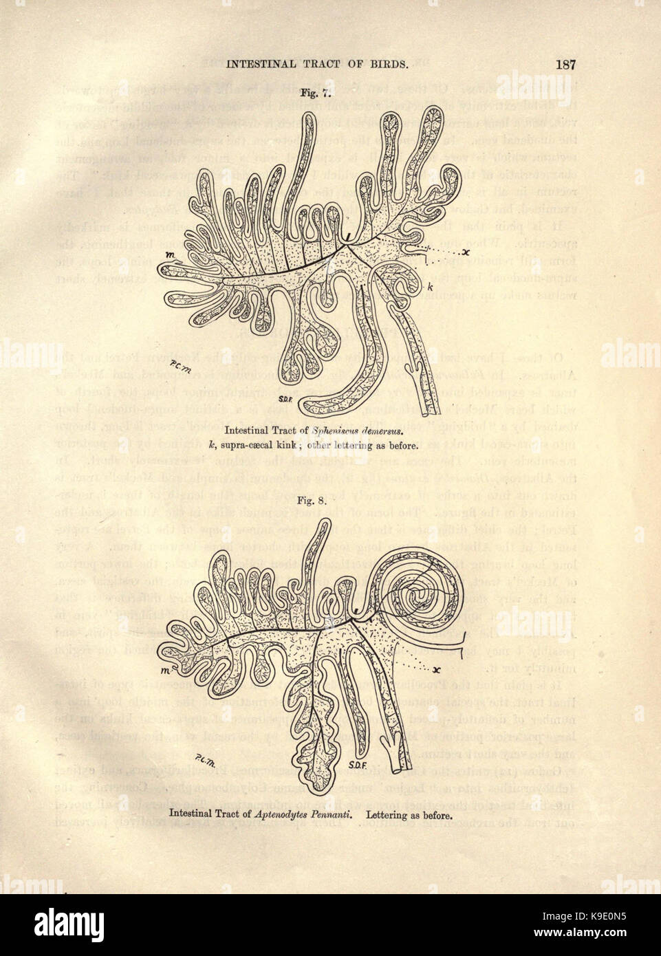 On the intestinal tract of birds (Page 187) BHL23877741 Stock Photo - Alamy