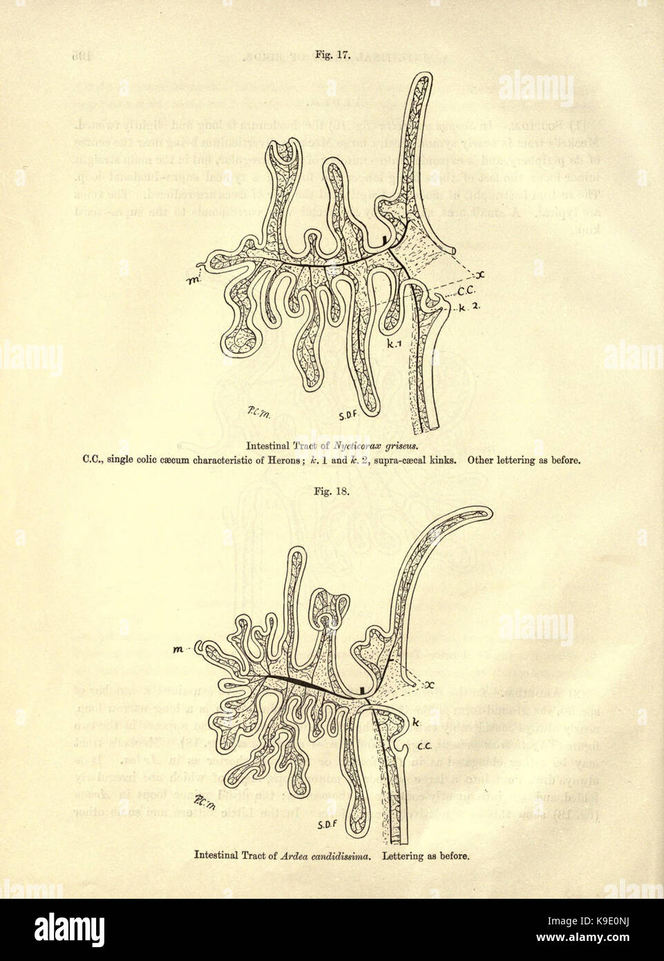 On the intestinal tract of birds (Page 196) BHL23877716 Stock Photo - Alamy