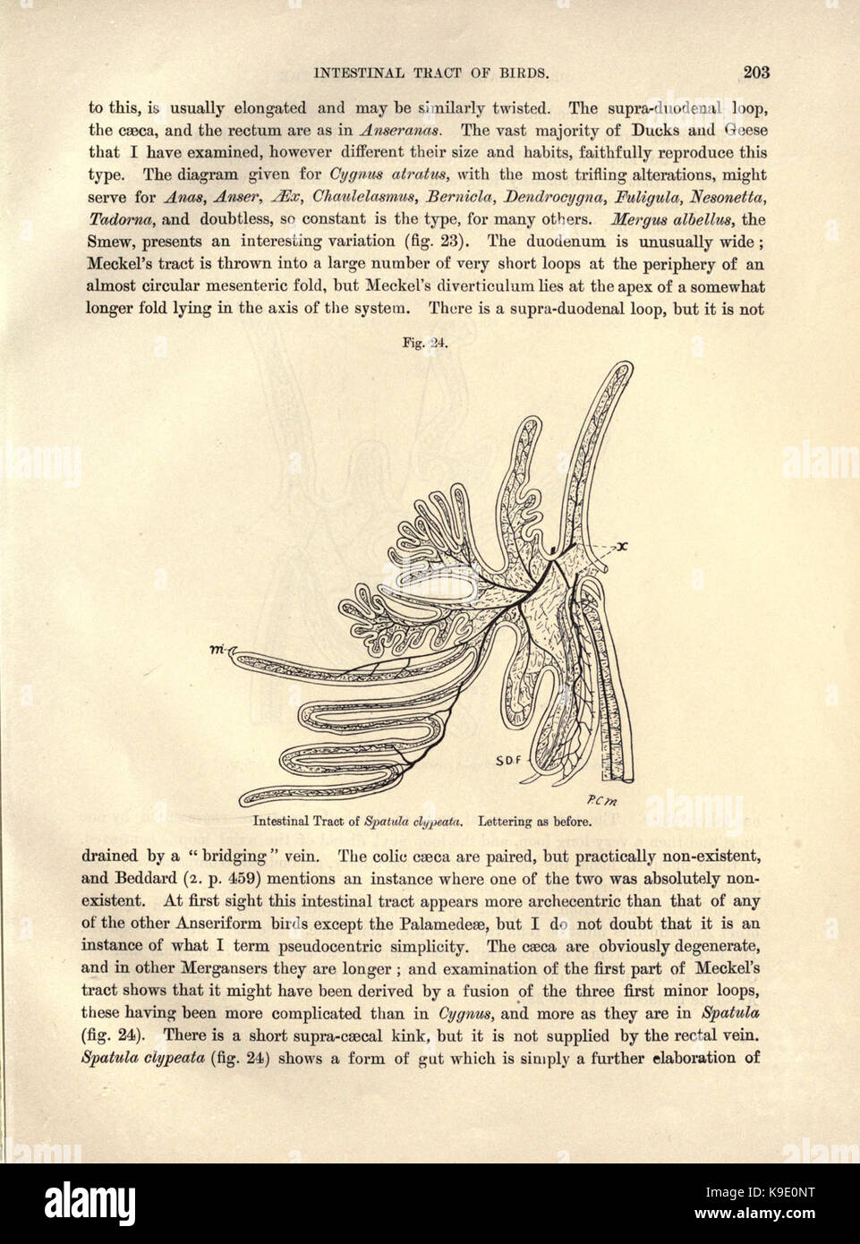 On the intestinal tract of birds (Page 203) BHL23877723 Stock Photo - Alamy