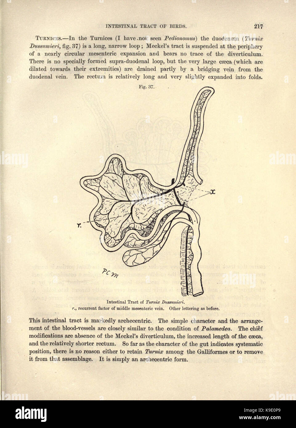 Bird internal anatomy, illustration hi-res stock photography and images ...