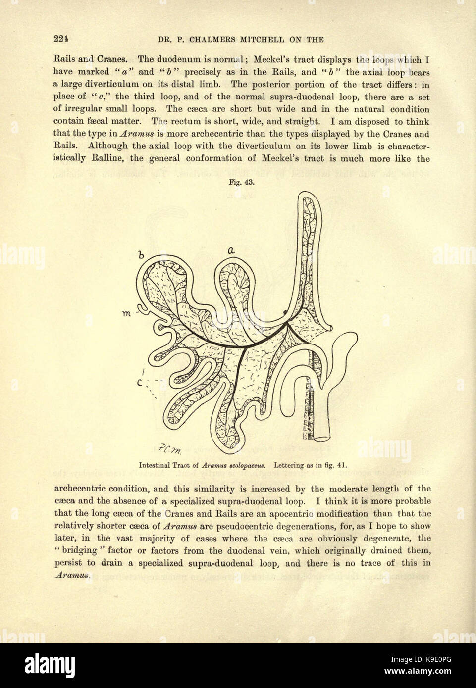 On the intestinal tract of birds (Page 224) BHL23877763 Stock Photo - Alamy