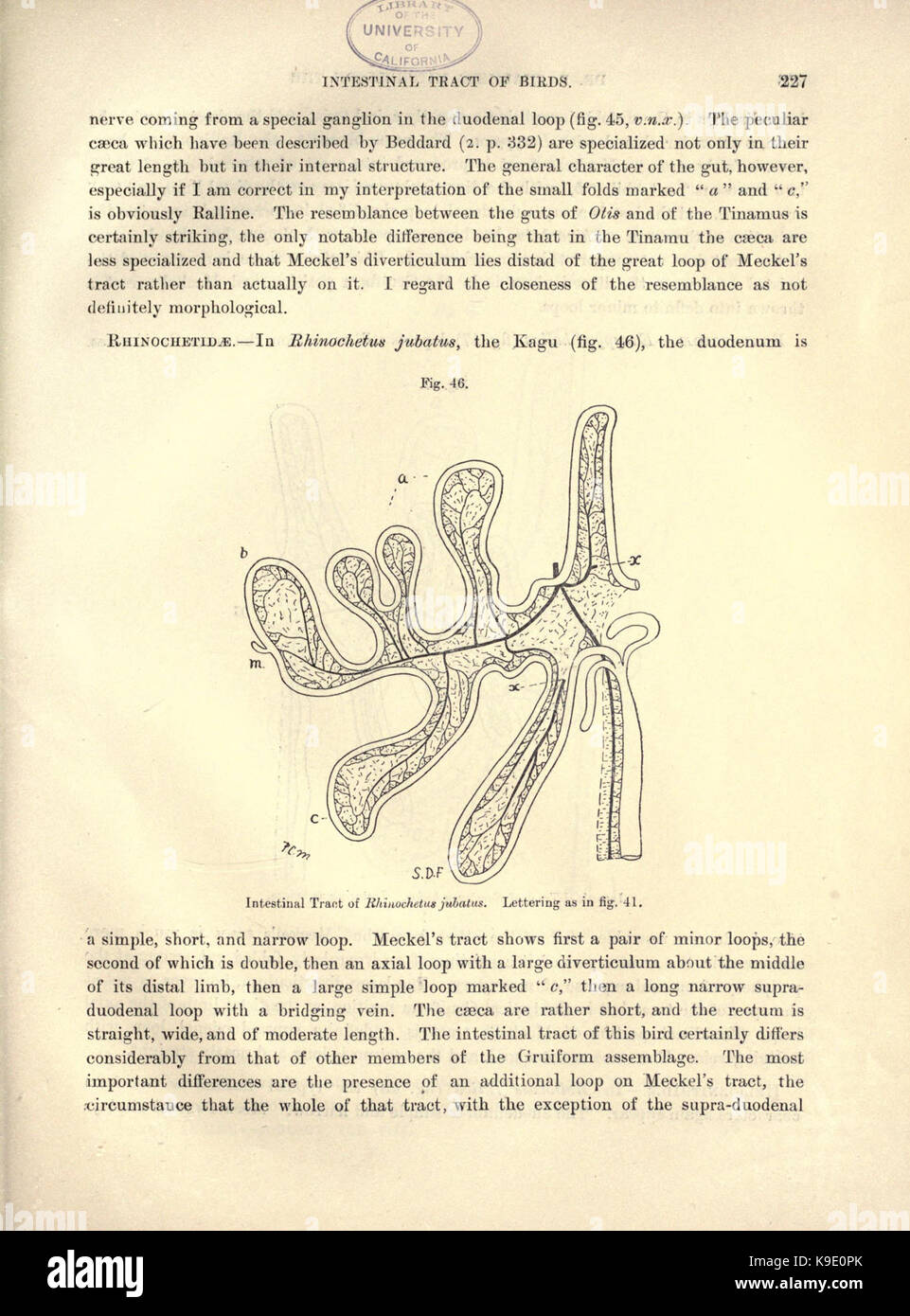 On the intestinal tract of birds (Page 227) BHL23877766 Stock Photo - Alamy