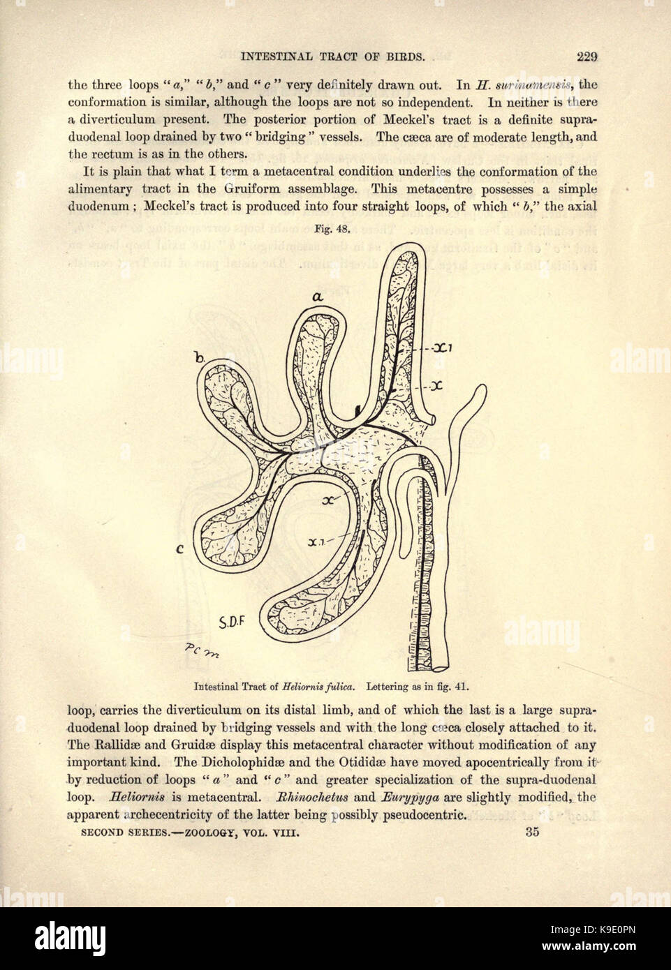 On the intestinal tract of birds (Page 229) BHL23877768 Stock Photo - Alamy