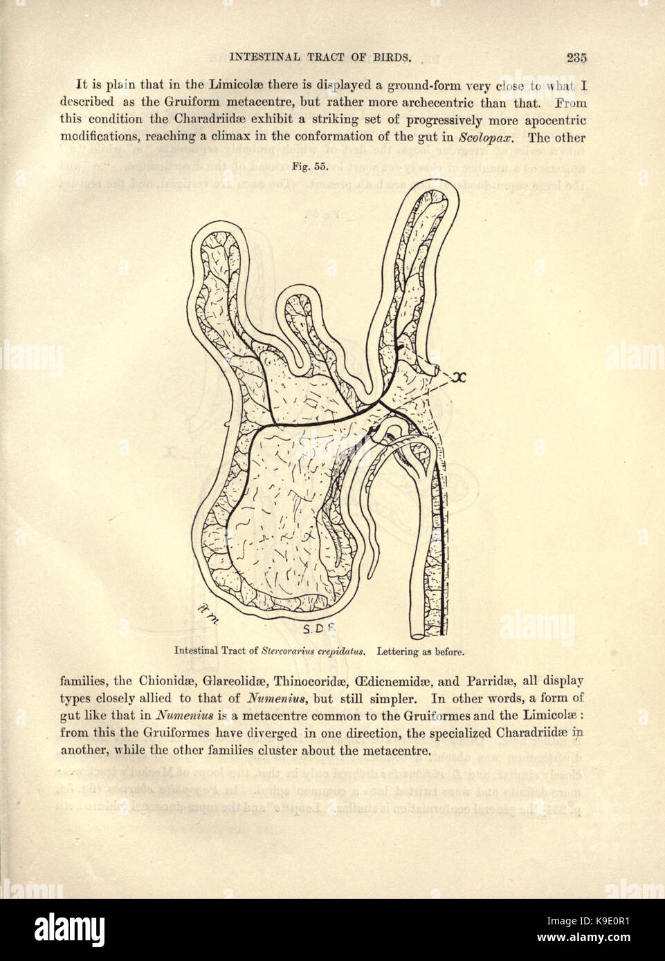 Bird digestion hi-res stock photography and images - Alamy