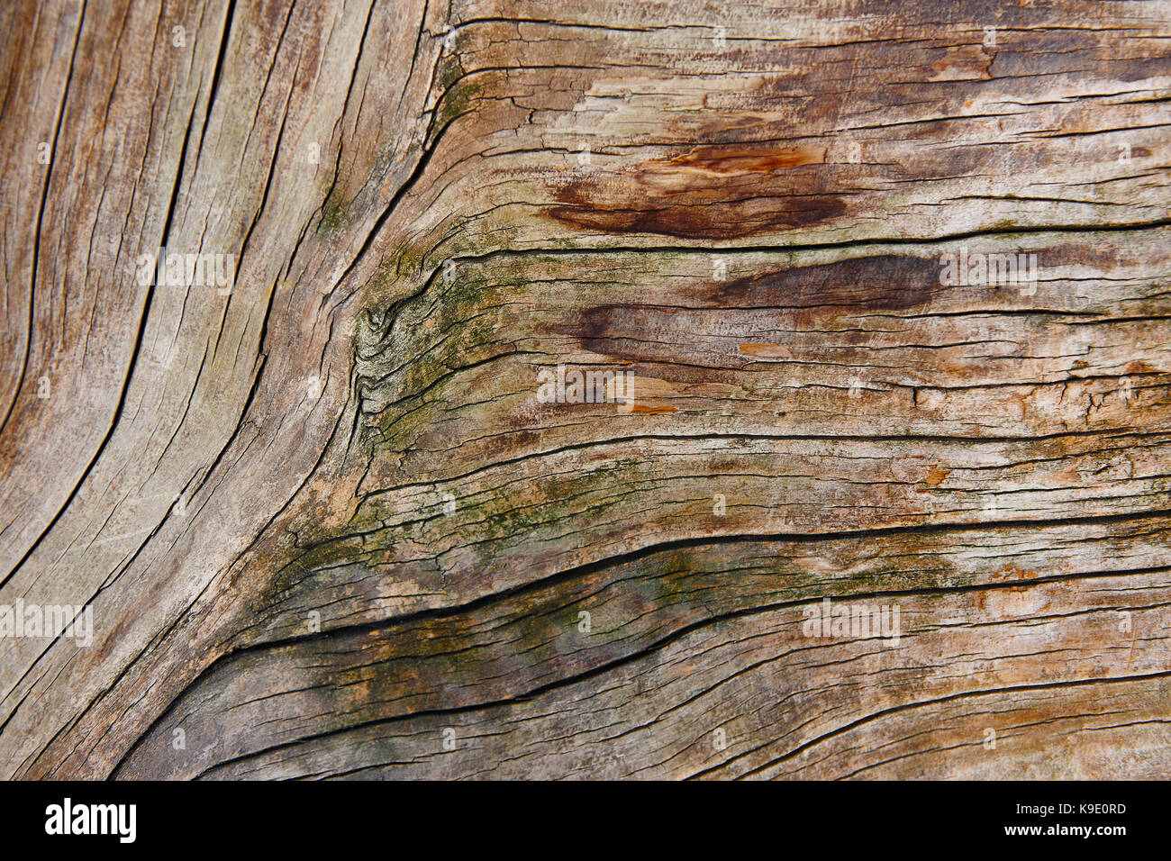 Tree bark textured background. Nature detail. Horizontal Stock Photo ...