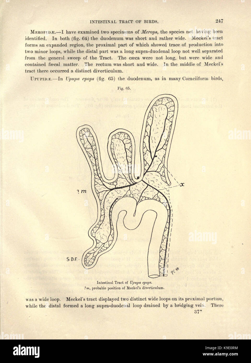 On the intestinal tract of birds (Page 247) BHL23877786 Stock Photo - Alamy