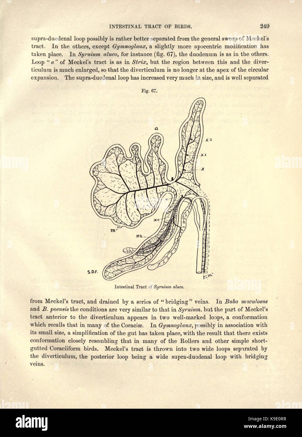 On the intestinal tract of birds (Page 249) BHL23877788 Stock Photo - Alamy