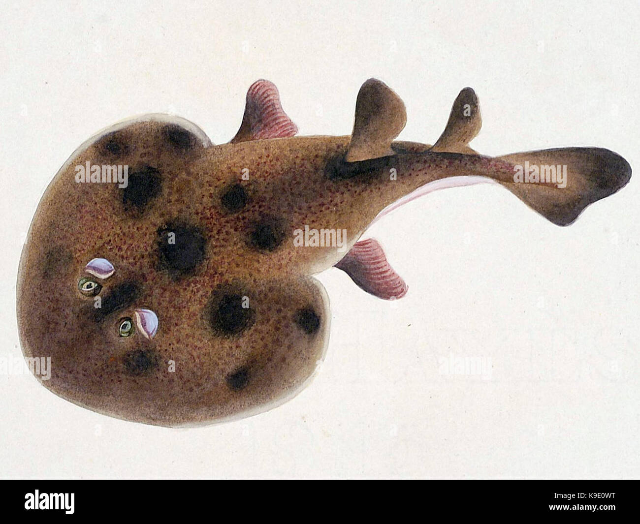 Lingula High Resolution Stock Photography and Images - Alamy