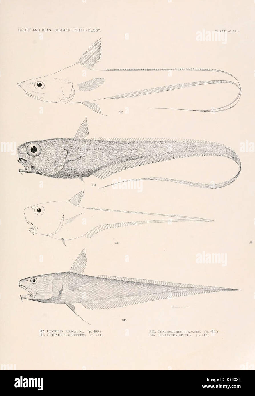 Ernst mayr library ichthyology hi-res stock photography and images - Alamy