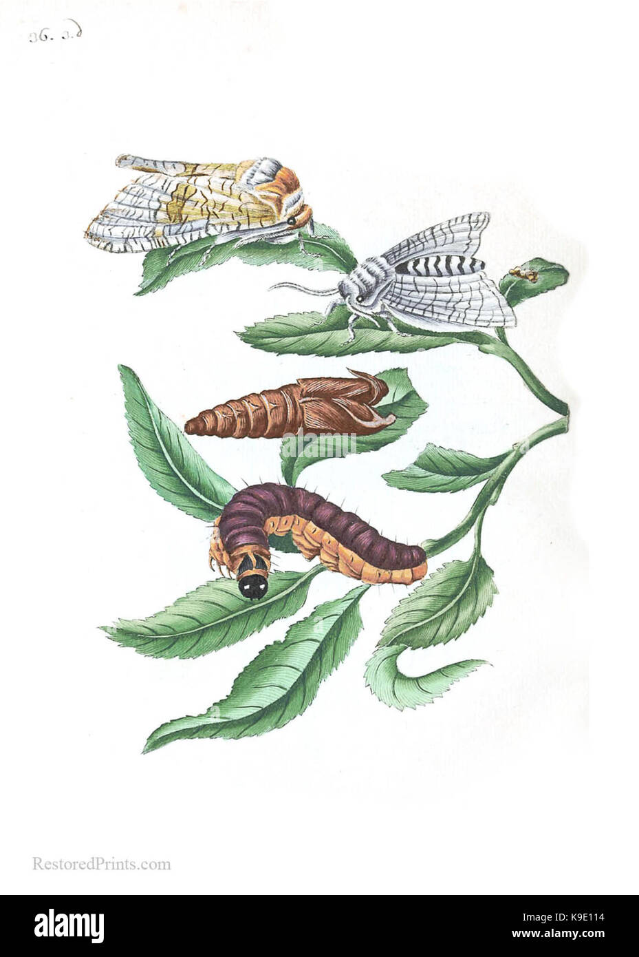 Goat behavior Cut Out Stock Images & Pictures - Alamy