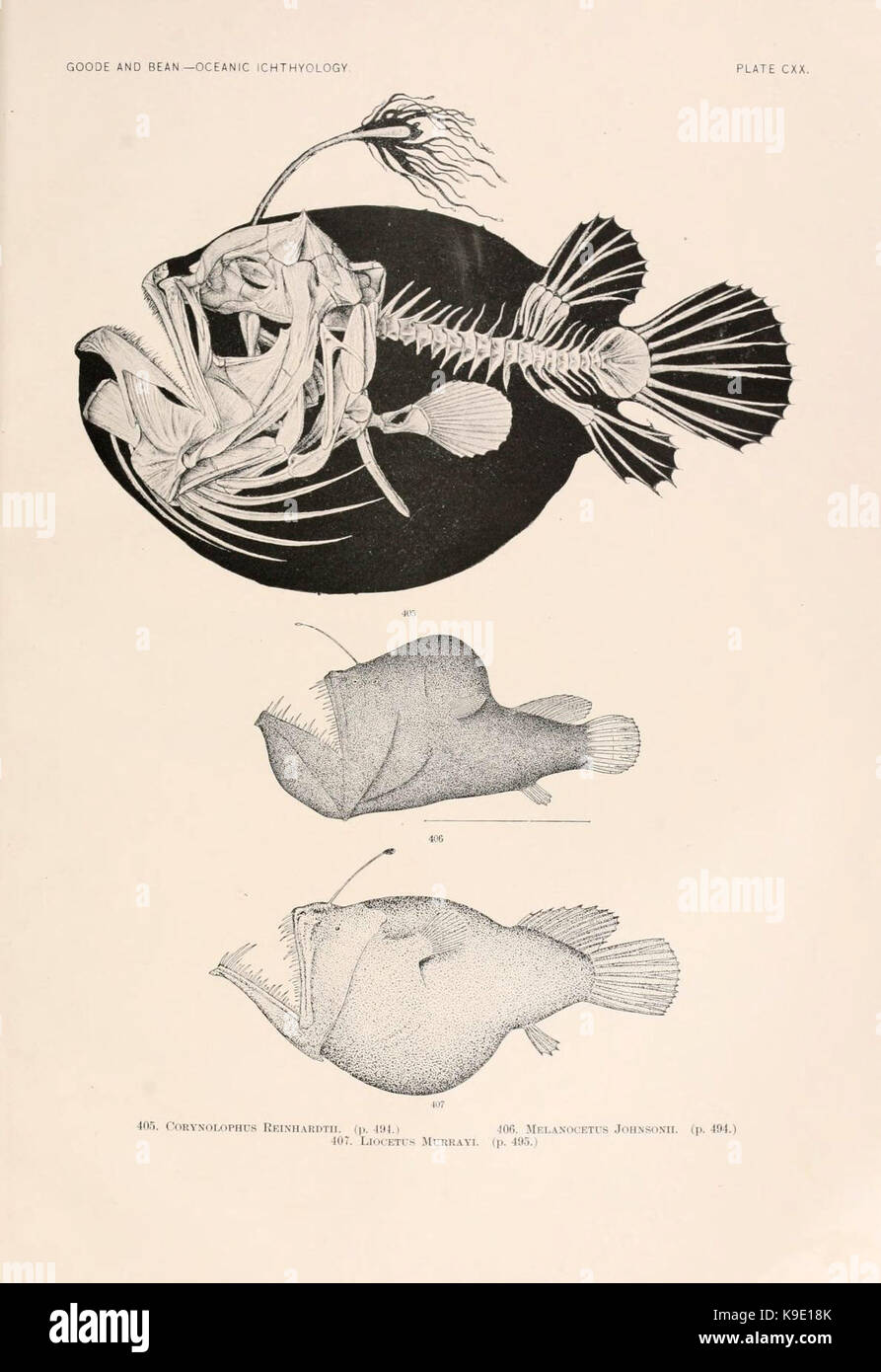 Oceanic ichthyology (Plate CXX) (6441814213 Stock Photo - Alamy