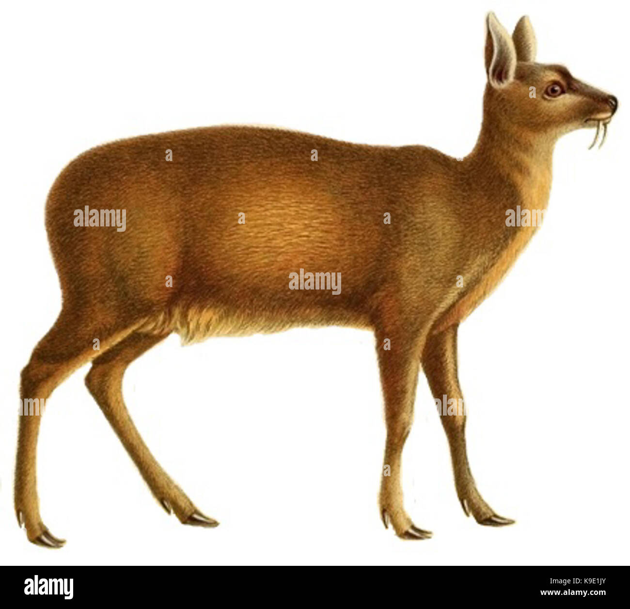 Moschus chrysogaster white background Stock Photo - Alamy