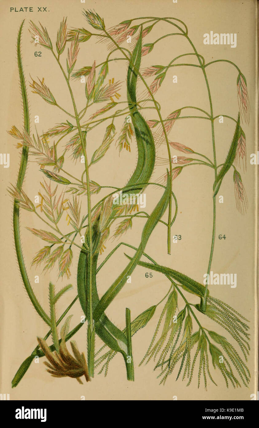 Manual of british grasses hi-res stock photography and images - Alamy
